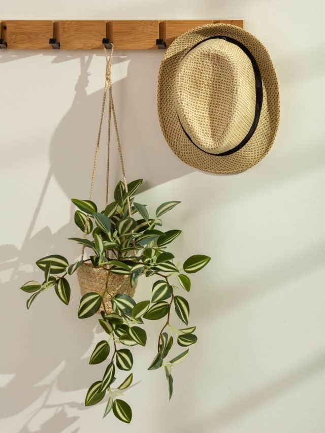 6 Hanging Plants That Are Good For Your Health - Tata 1mg Capsules