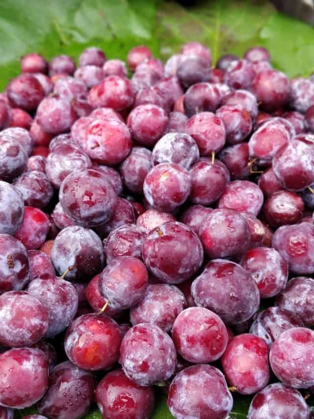 6 Health Benefits Of Falsa - Tata 1mg Capsules