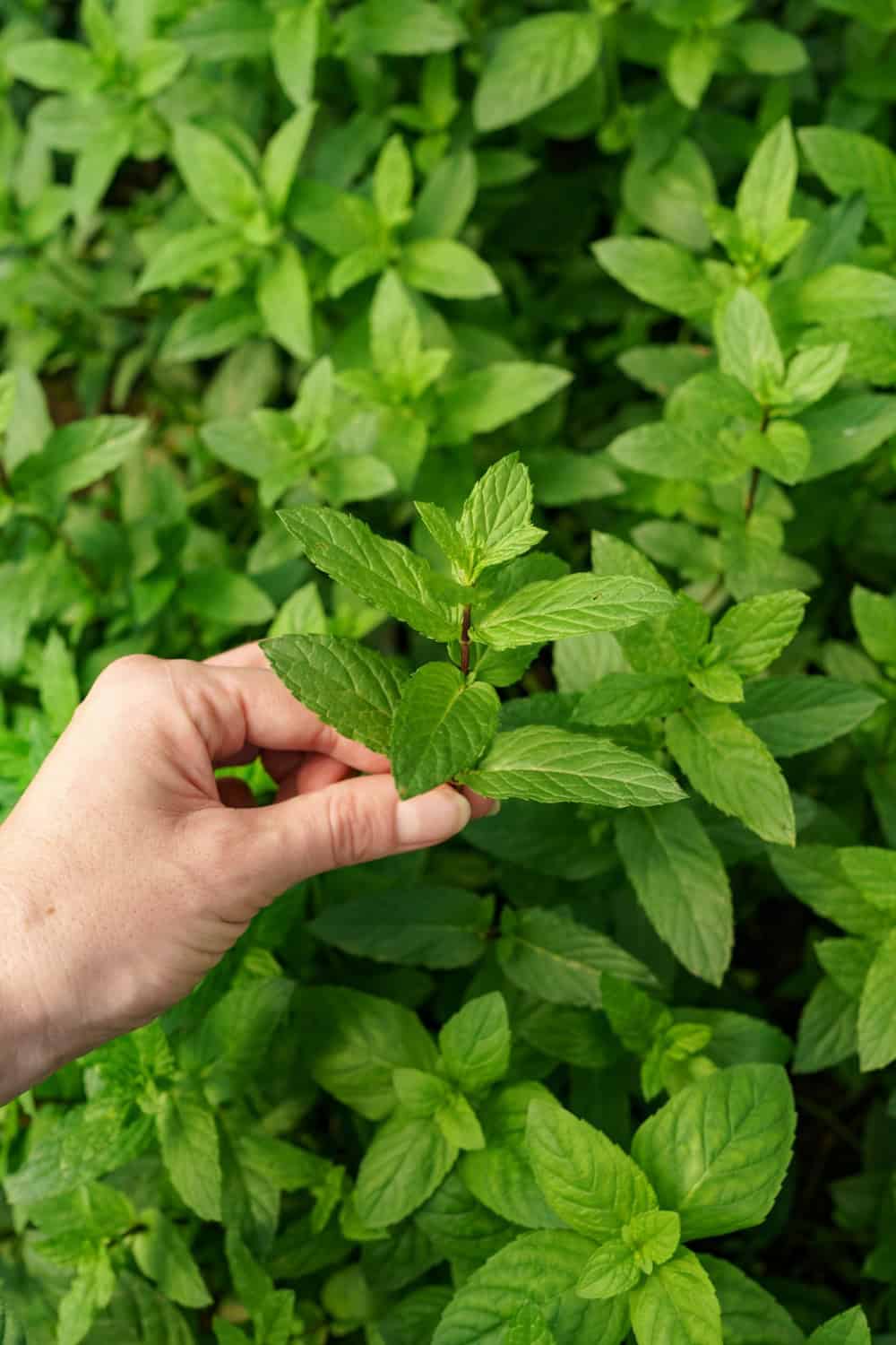 Benefits Of Chewing Tulsi Leaf