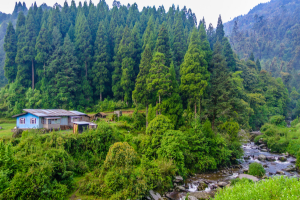 Deodar Tree Benefits in Hindi | देवदार के पेड़ के फायदे व उपयोग | 1mg